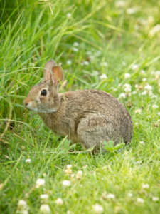 What Are the Easiest and Best Ways to Catch a Wild Rabbit | Alpha ...