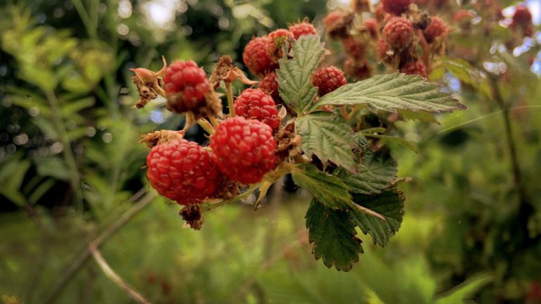 Foraging for Berries - Survival Food | Alpha Survivalist